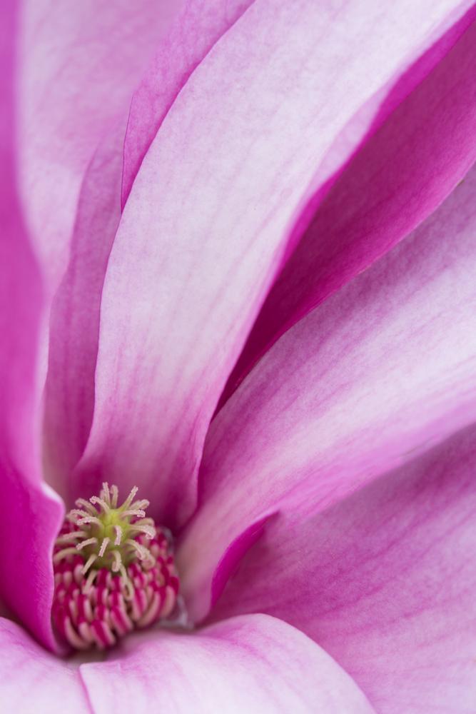 BOTANICAL PHOTOGRAPHY - artbyinteria